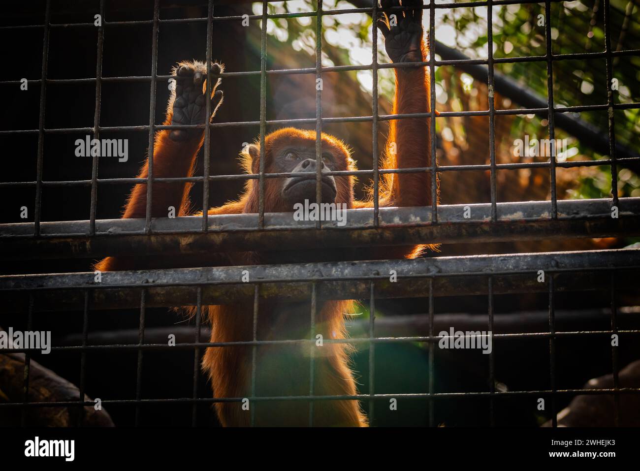 Red howler monkey looking sad and in the distanse against the cage in ...