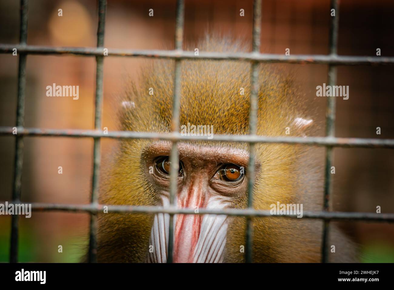 Mandrill monkey hi-res stock photography and images - Alamy