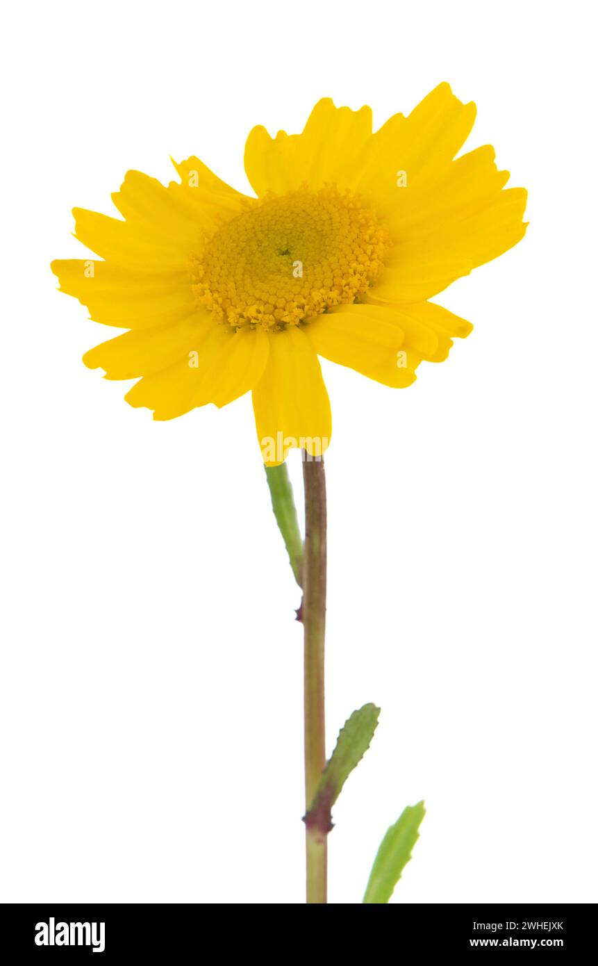 Detailed yellow flower Cut Out Stock Images & Pictures - Alamy