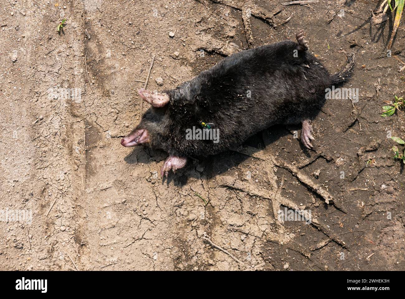Dead field mouse hi-res stock photography and images - Alamy