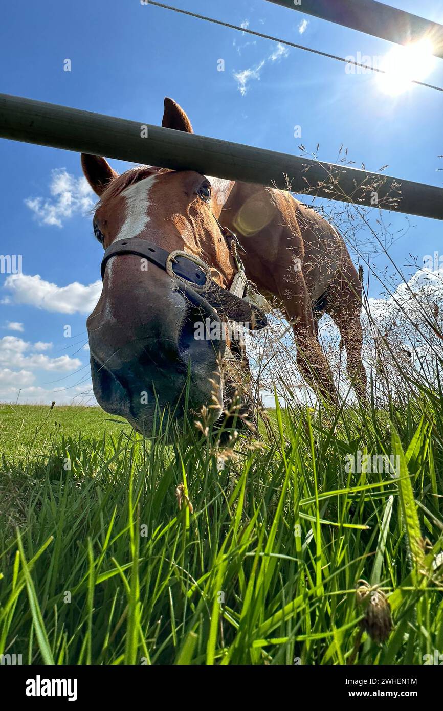 Torquator tasso horse hi-res stock photography and images - Alamy