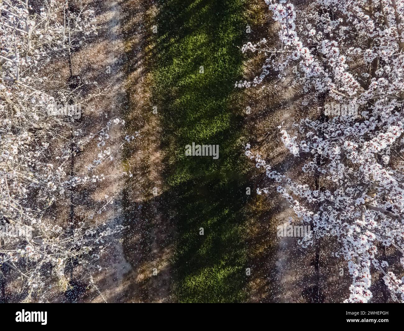 Aerial view almond trees in hi-res stock photography and images - Alamy