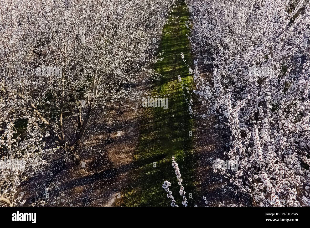 Aerial view almond orchard hi-res stock photography and images - Alamy