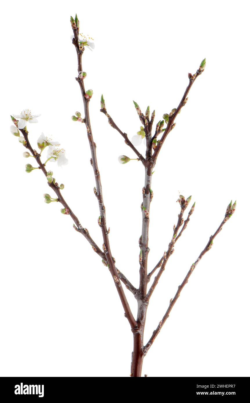 Close up delicate cherry Cut Out Stock Images & Pictures - Alamy