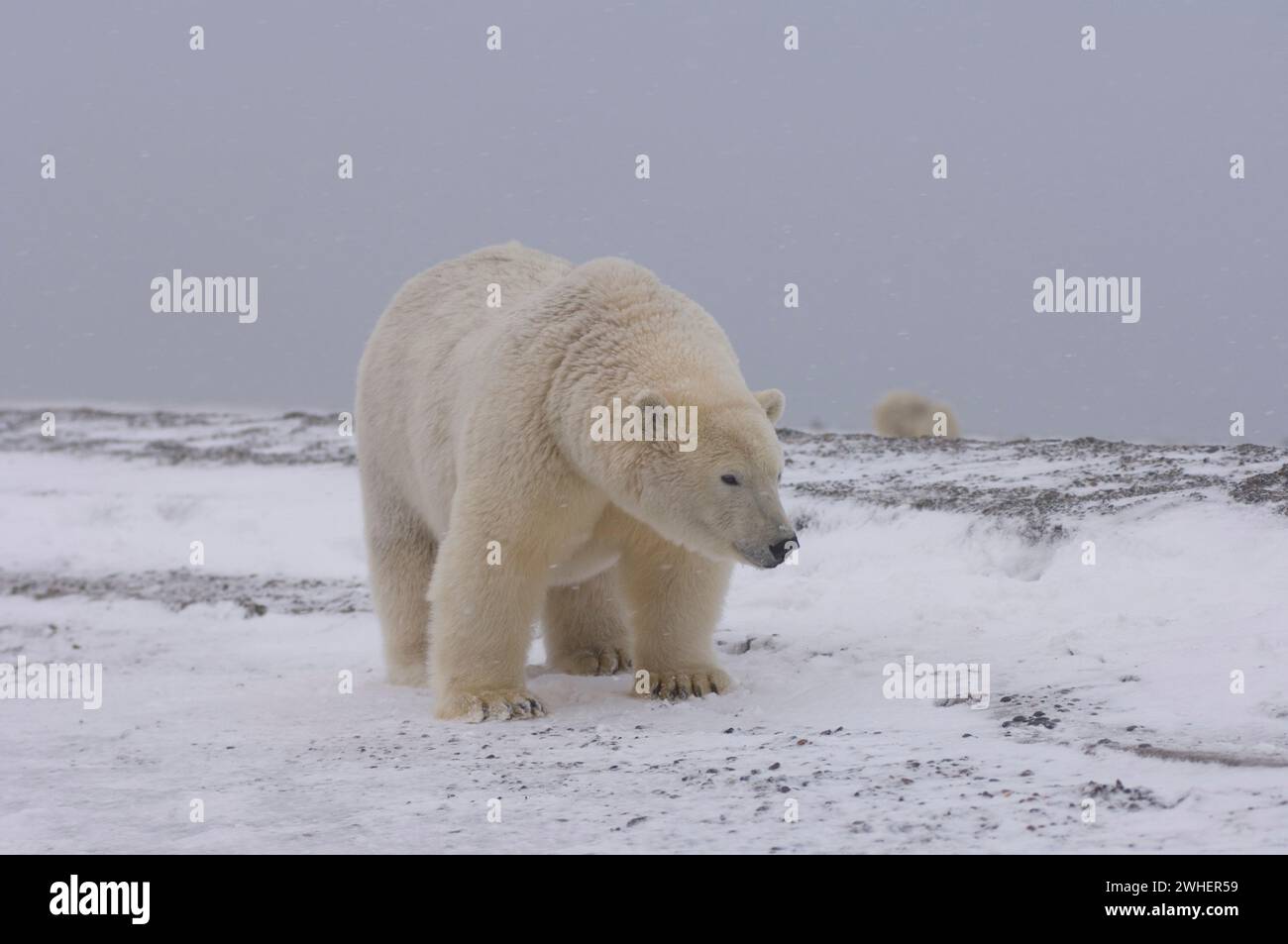 polar bear, Ursus maritimus Boar neck thicker then head on a barrier ...