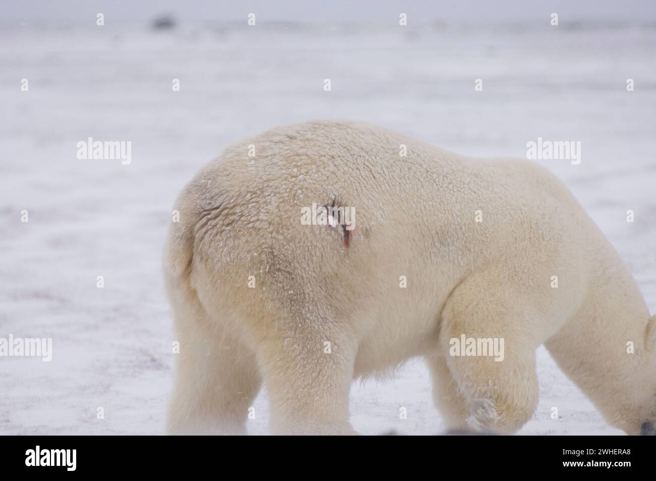 polar bear, Ursus maritimus Boar with a gash open scar wound on a ...