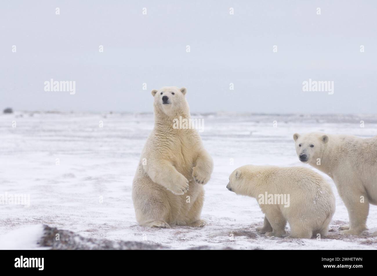 polar bears Ursus maritimus sows and cubs playing along a barrier island kaktovik anwr Alaska ...