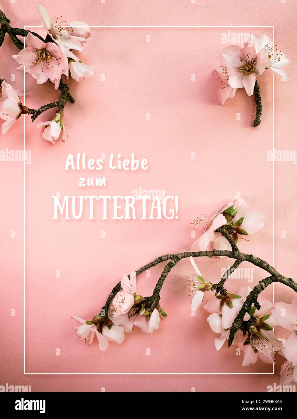 Pink background with spring almond flowers and text Alles Liebe zum ...
