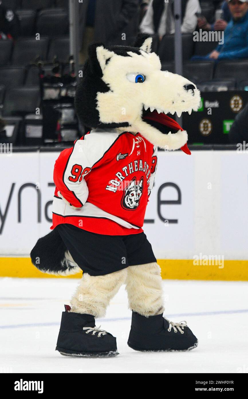 BOSTON, MA - FEBRUARY 05: Paws, the Husky, the Northeastern Huskies ...