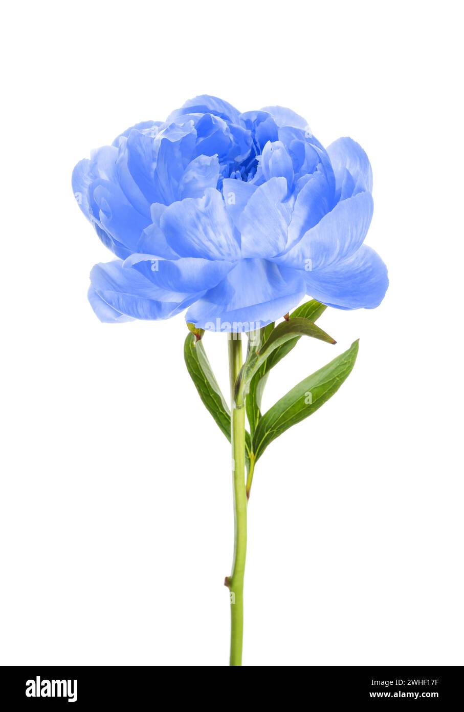 Beautiful light blue peony on white background Stock Photo - Alamy