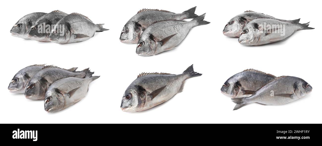 Raw dorada fish isolated on white, set Stock Photo - Alamy