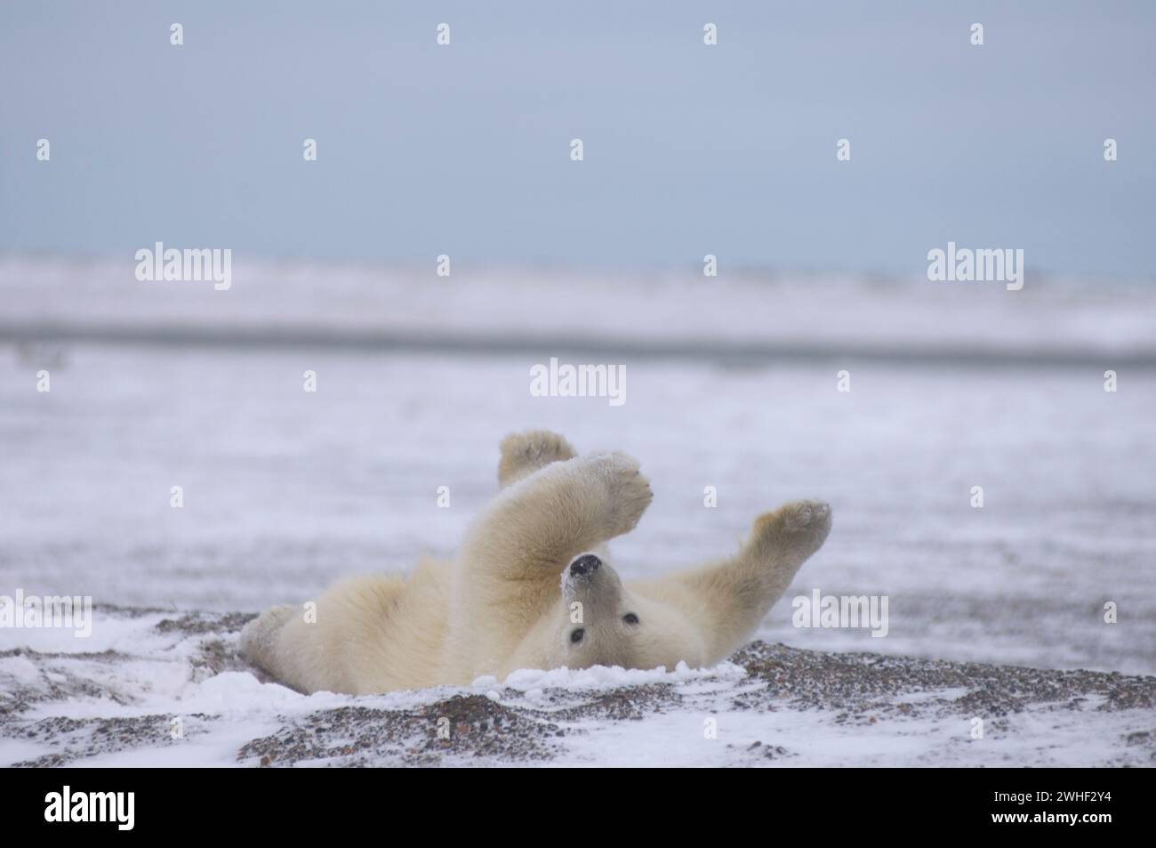 polar bear, Ursus maritimus, cub rolling around along a barrier island ...