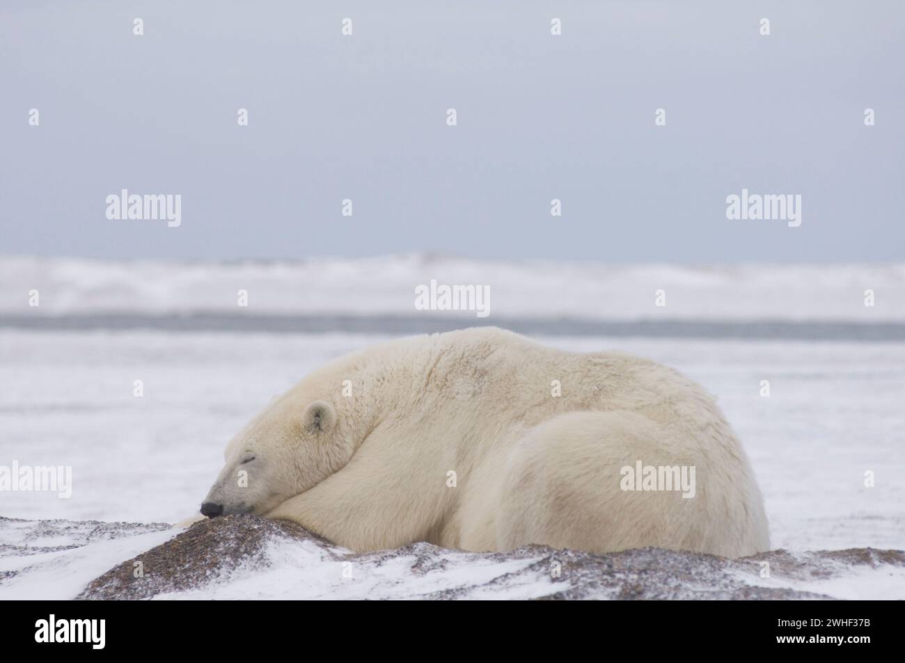 polar bear Ursus maritimus sow sleeping in her day bed on a barrier ...