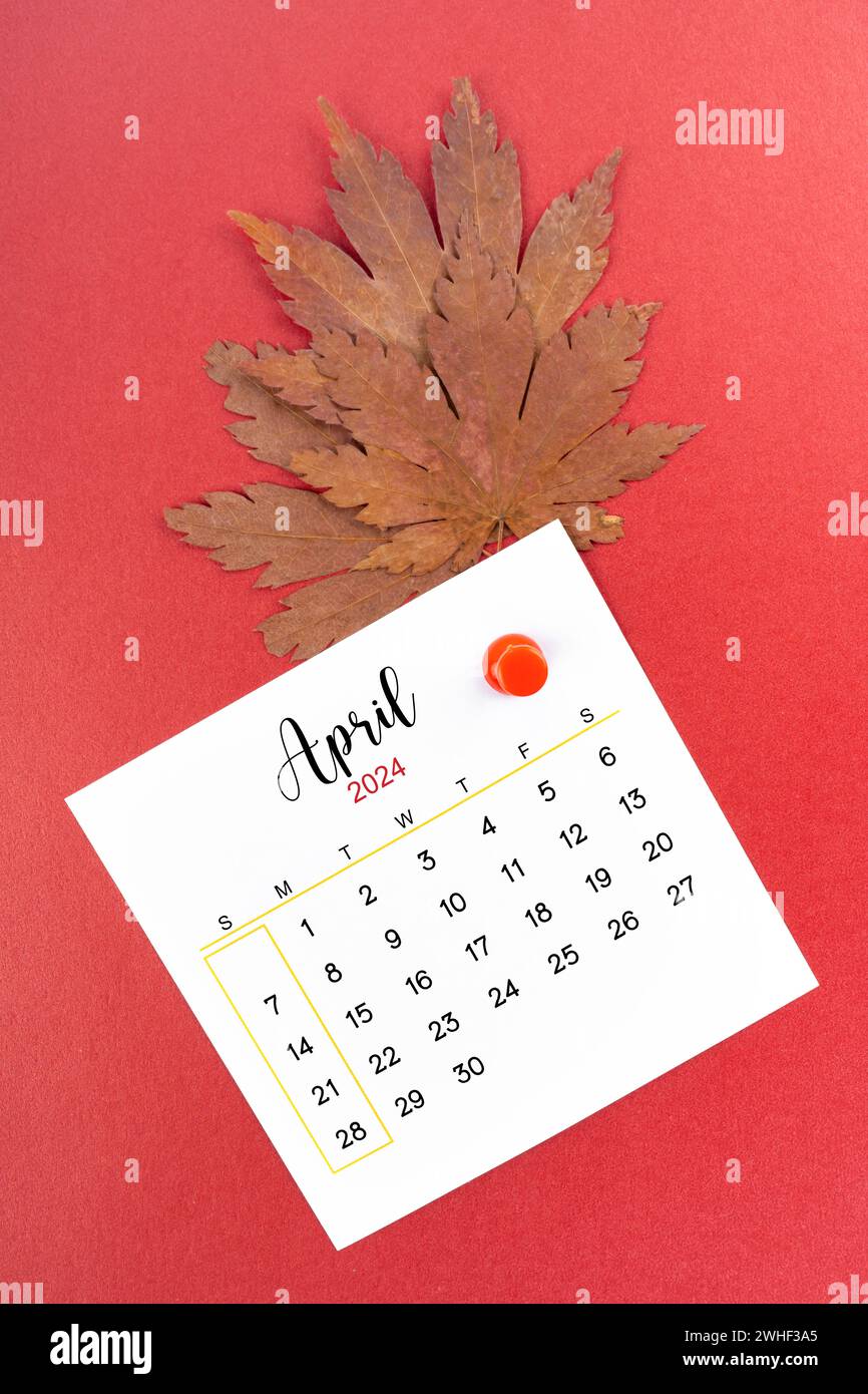 April 2024 calendar page and autumn maple leaf with thumbtack on red ...