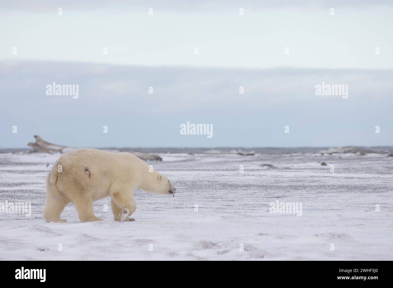 polar bear, Ursus maritimus Boar with a gash open scar wound on a ...
