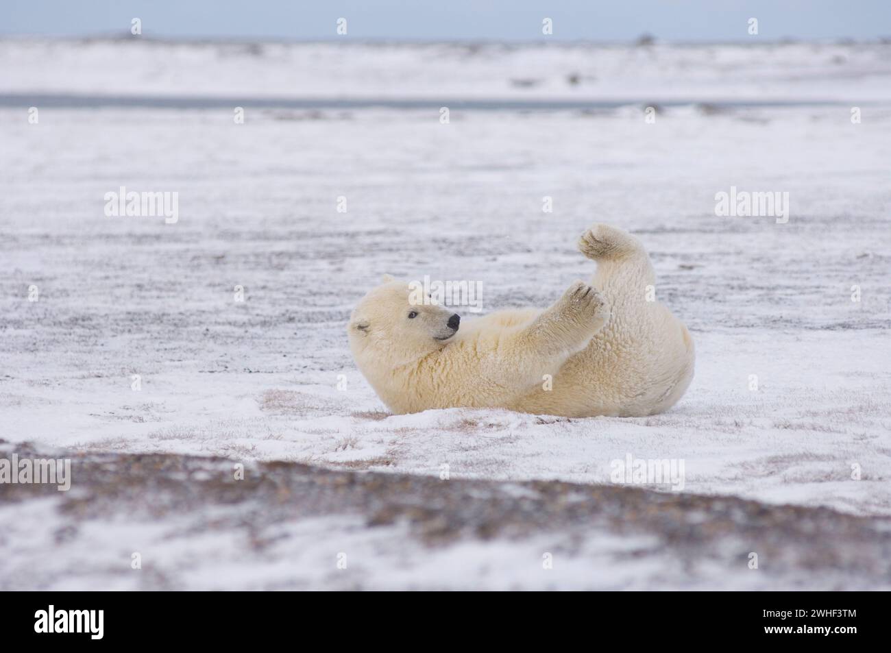 polar bear, Ursus maritimus, cub rolling around along a barrier island ...