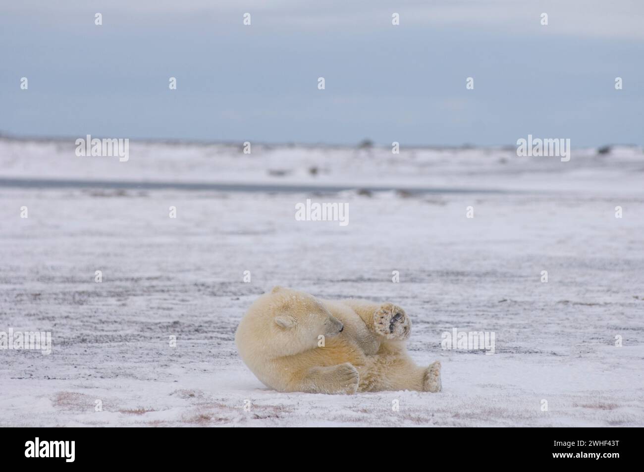 polar bear, Ursus maritimus, cub rolling around along a barrier island ...