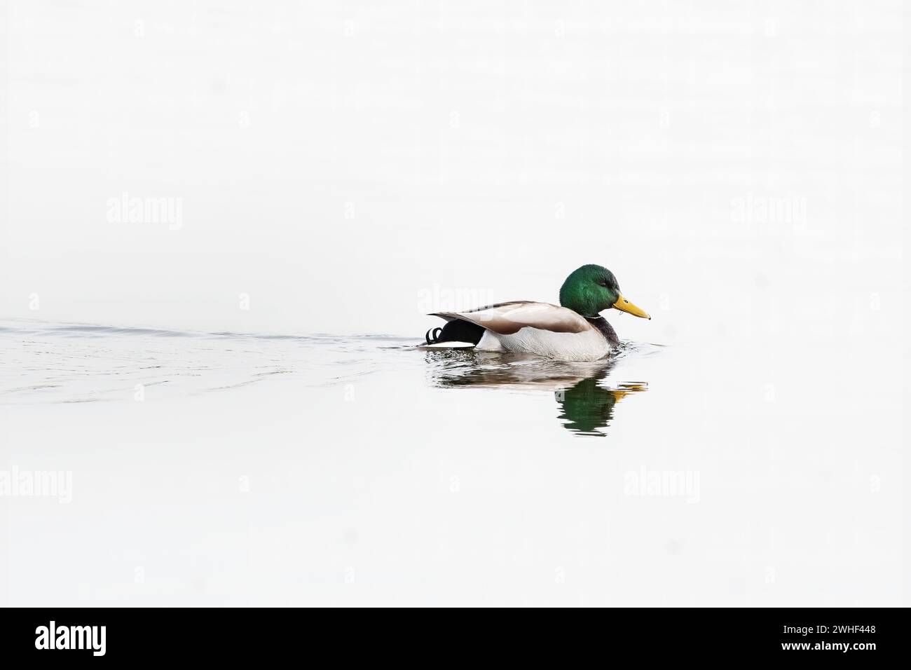 Mallard drake swimming on abright white background pond Stock Photo - Alamy