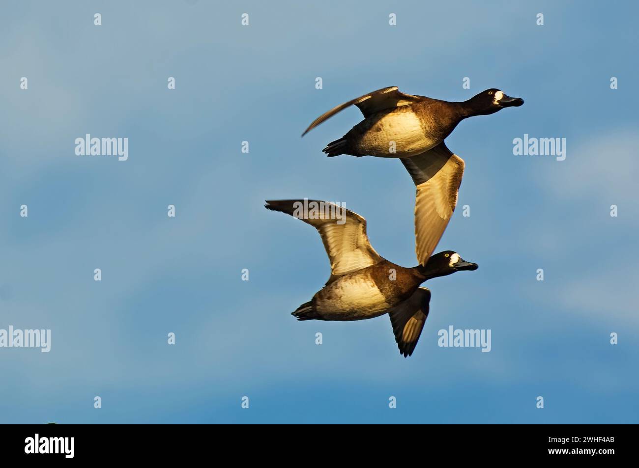 Scaup ducks in flight Stock Photo - Alamy