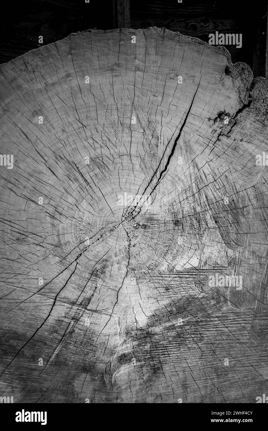 Cut edge of hardwood tree trunk in black and white Stock Photo - Alamy