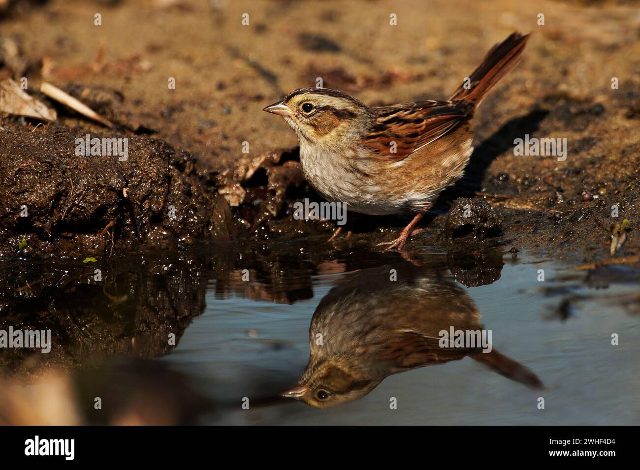 Swamp sparrow hi-res stock photography and images - Alamy