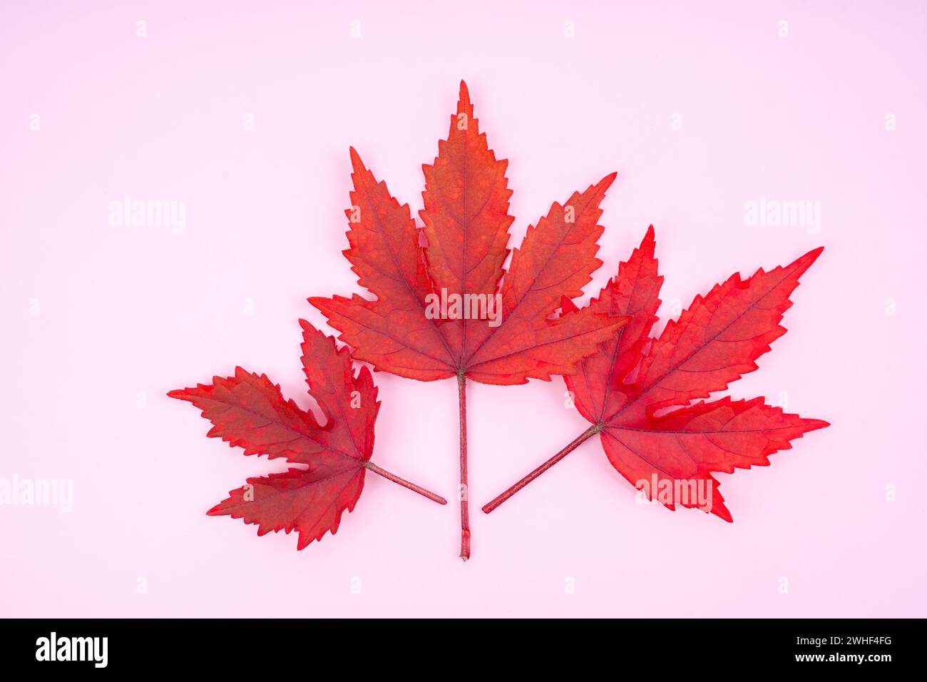 Autumn red color leaves on pink color background Stock Photo - Alamy