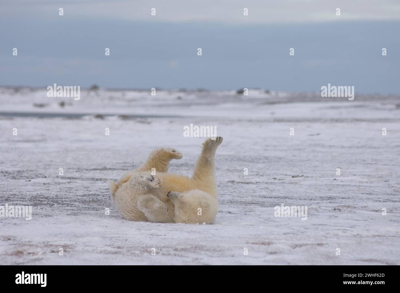 polar bear, Ursus maritimus, cub rolling around along a barrier island ...