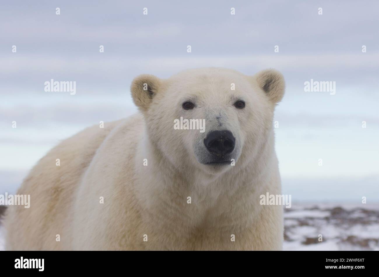 polar bear Ursus maritimus sow close up along a barrier island on the ...