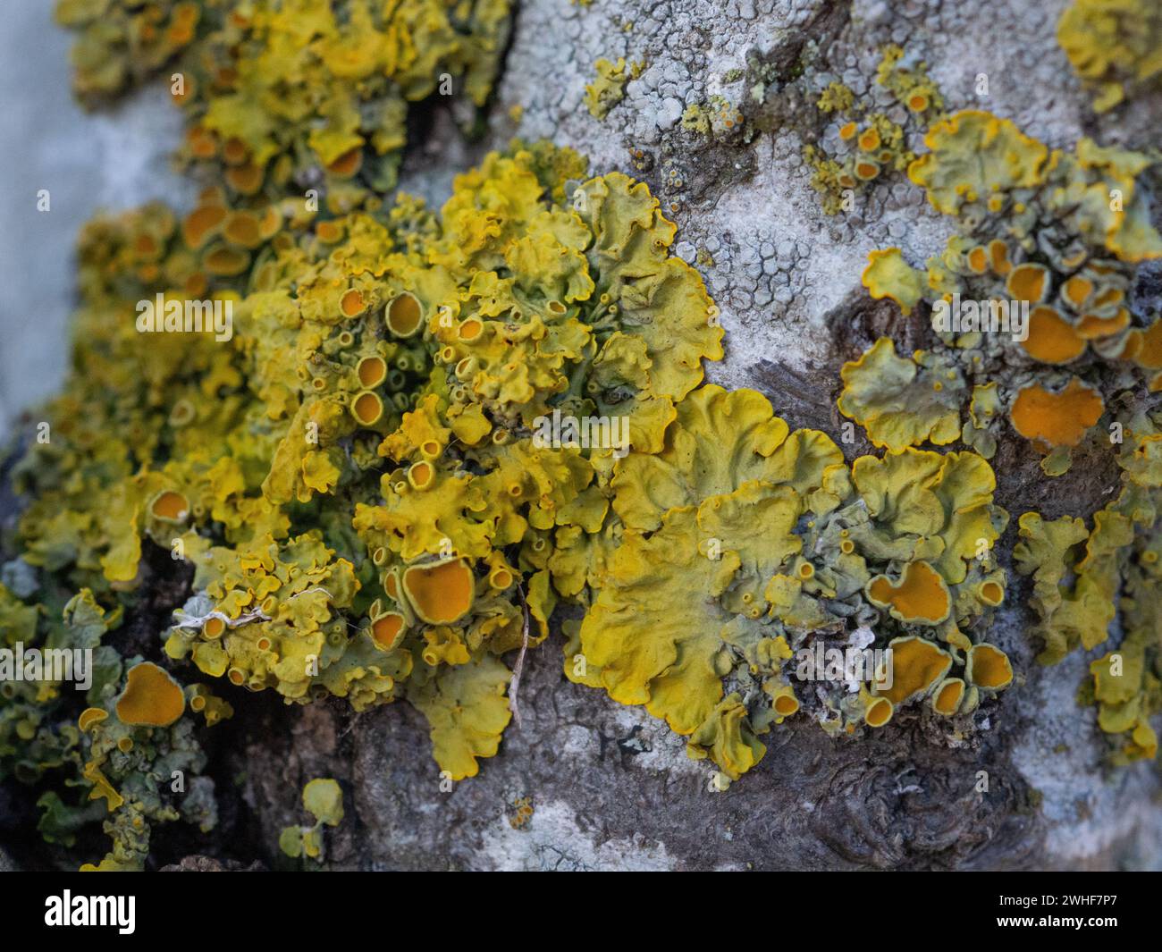 Symbiotic Lichen Growing on a Tree Stock Photo - Alamy