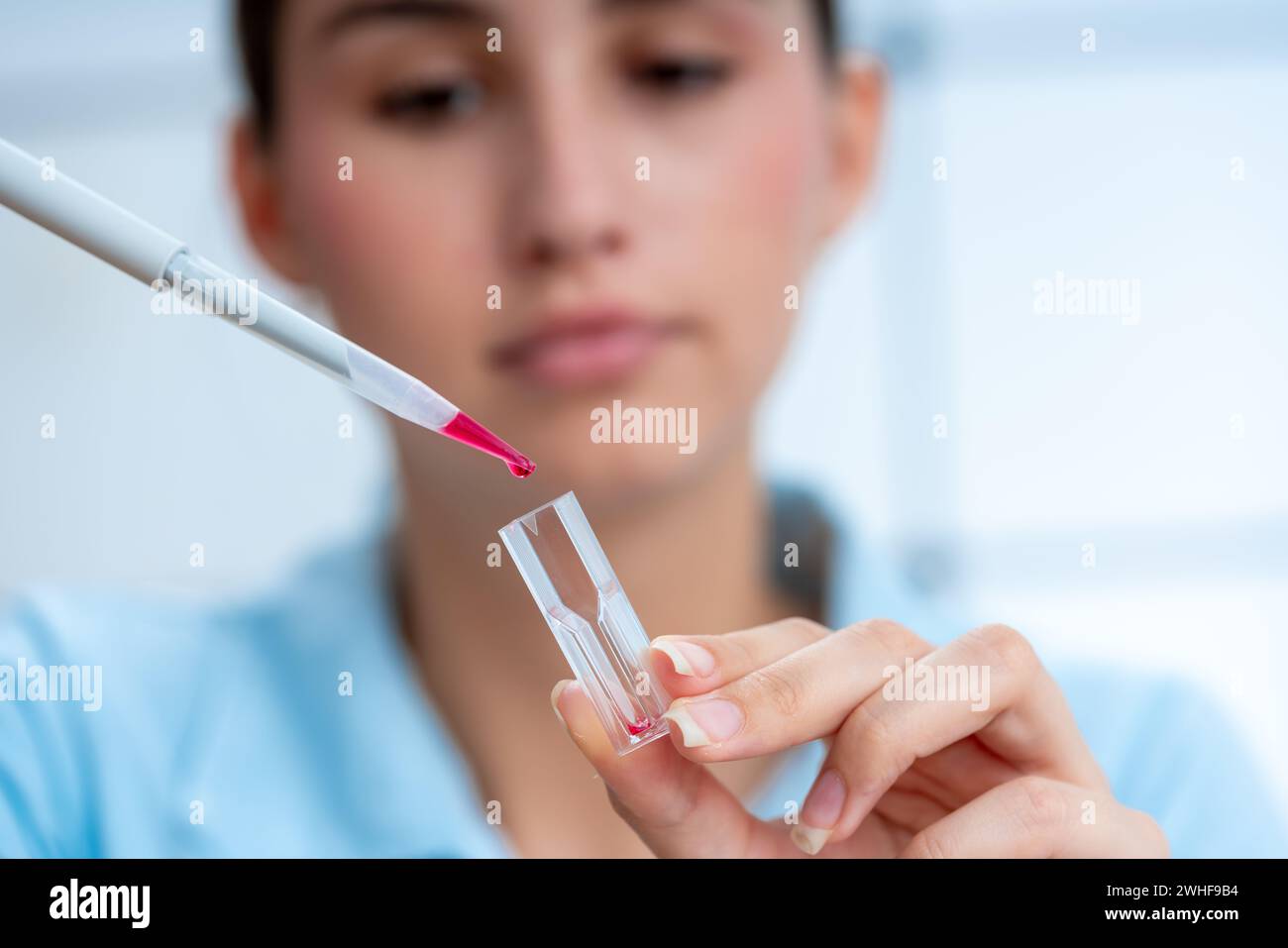 Scientist pipetting into cuvette Stock Photo - Alamy