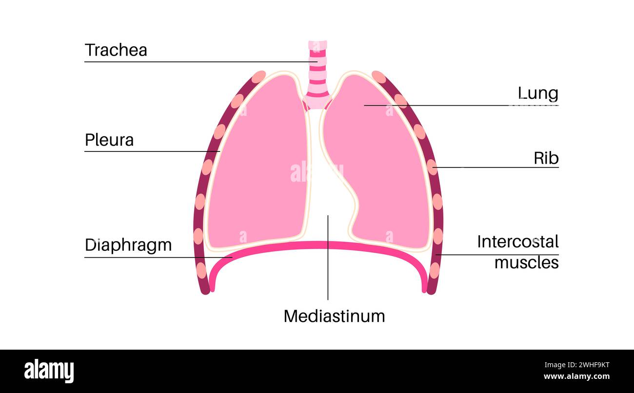 Mediastinum hi-res stock photography and images - Alamy