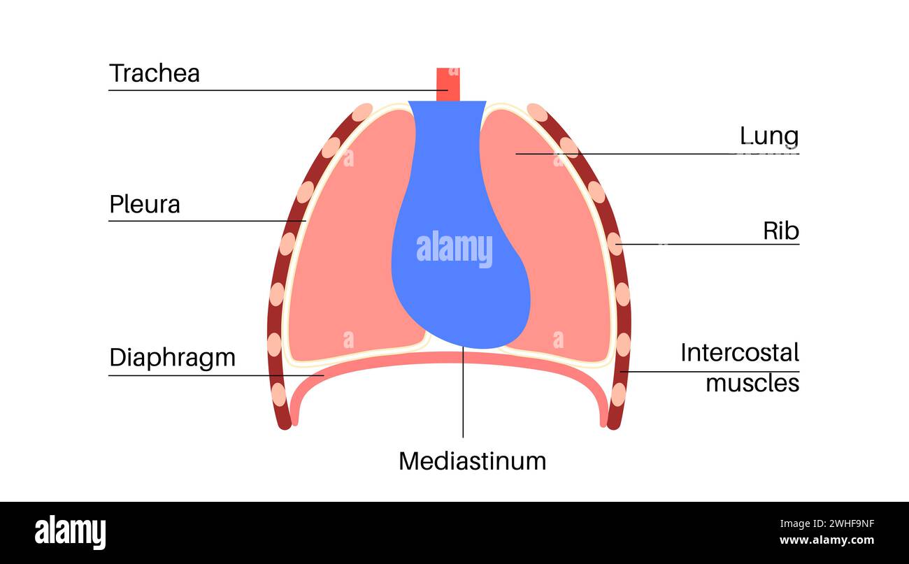 Mediastinum hi-res stock photography and images - Alamy
