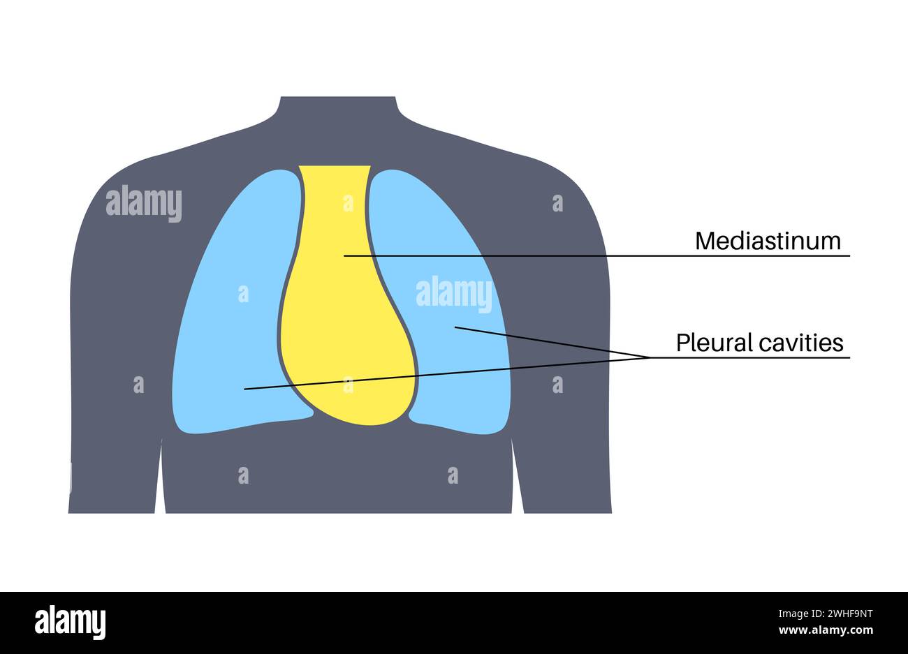 Posterior mediastinum hi-res stock photography and images - Alamy