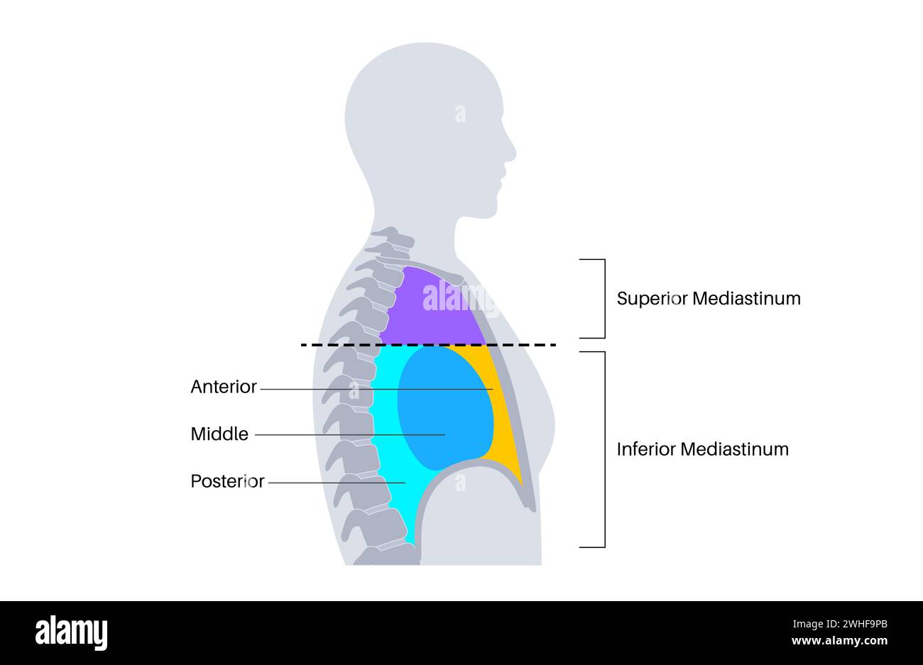 Mediastinum hi-res stock photography and images - Alamy