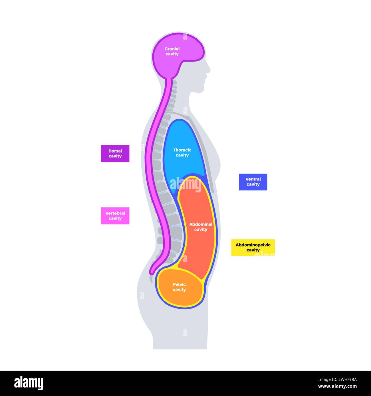 Body cavities, illustration Stock Photo - Alamy