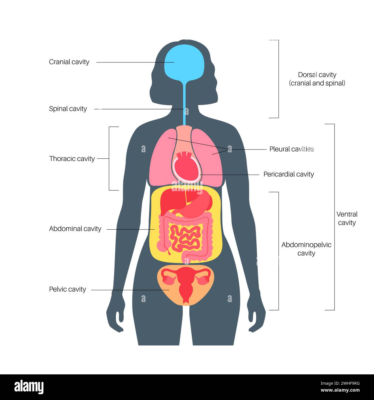 Body cavities, illustration Stock Photo - Alamy
