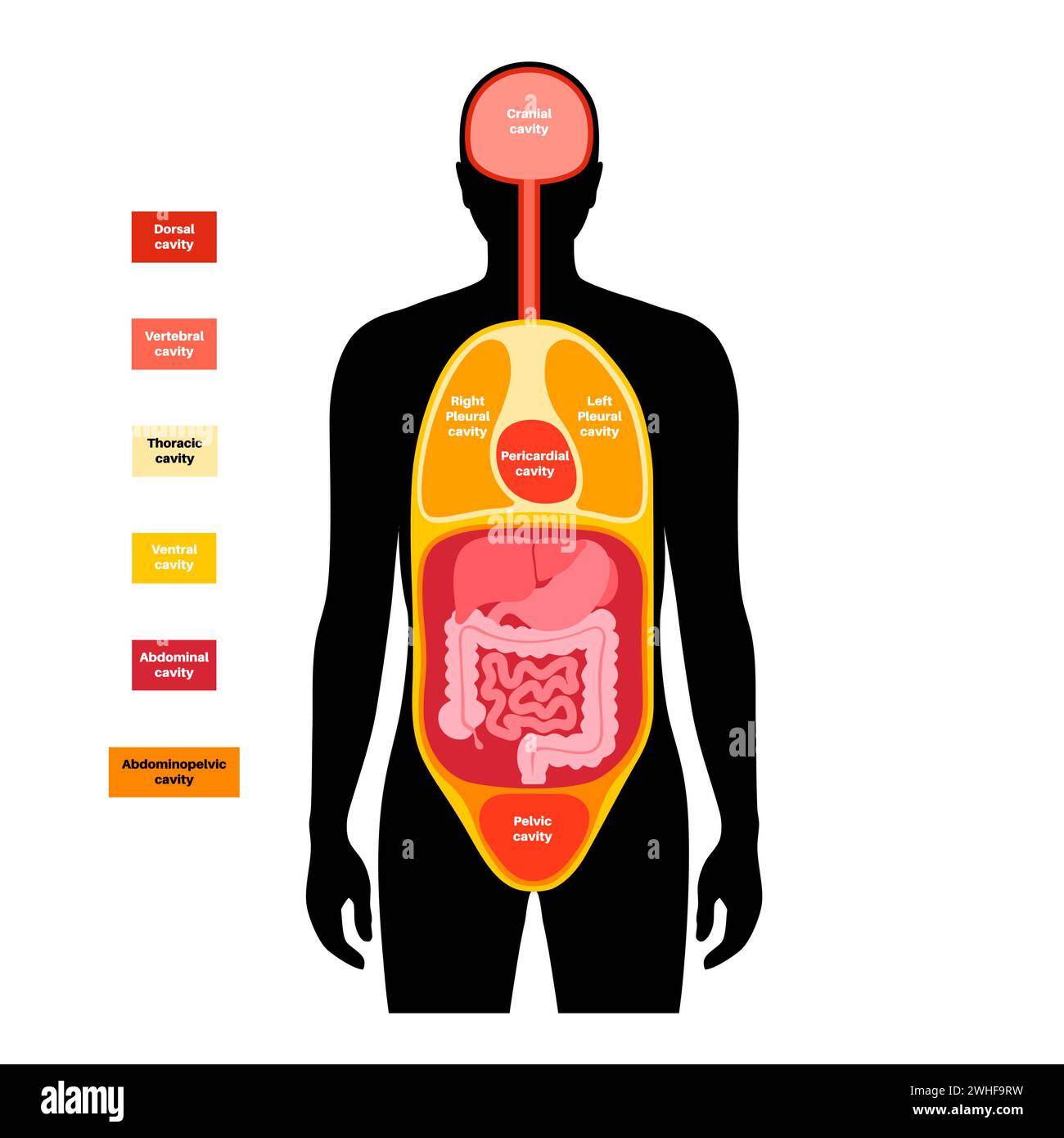 Body cavities, illustration Stock Photo - Alamy