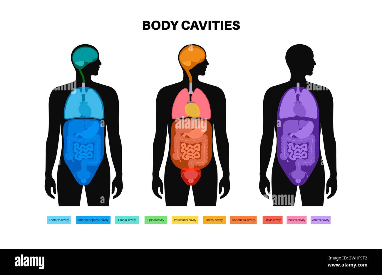 Body cavities, illustration Stock Photo - Alamy Body cavities, illustration Stock Photo - Alamy