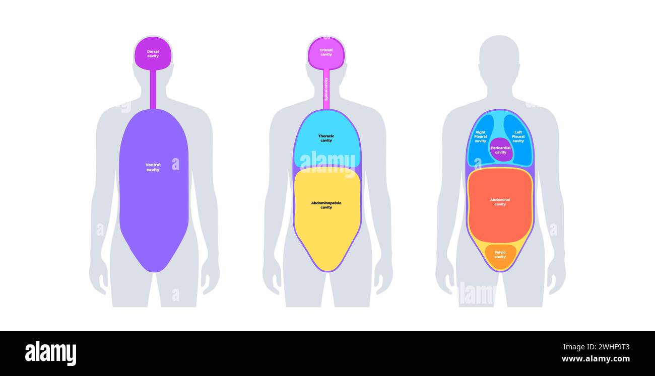 Body cavities, illustration Stock Photo - Alamy