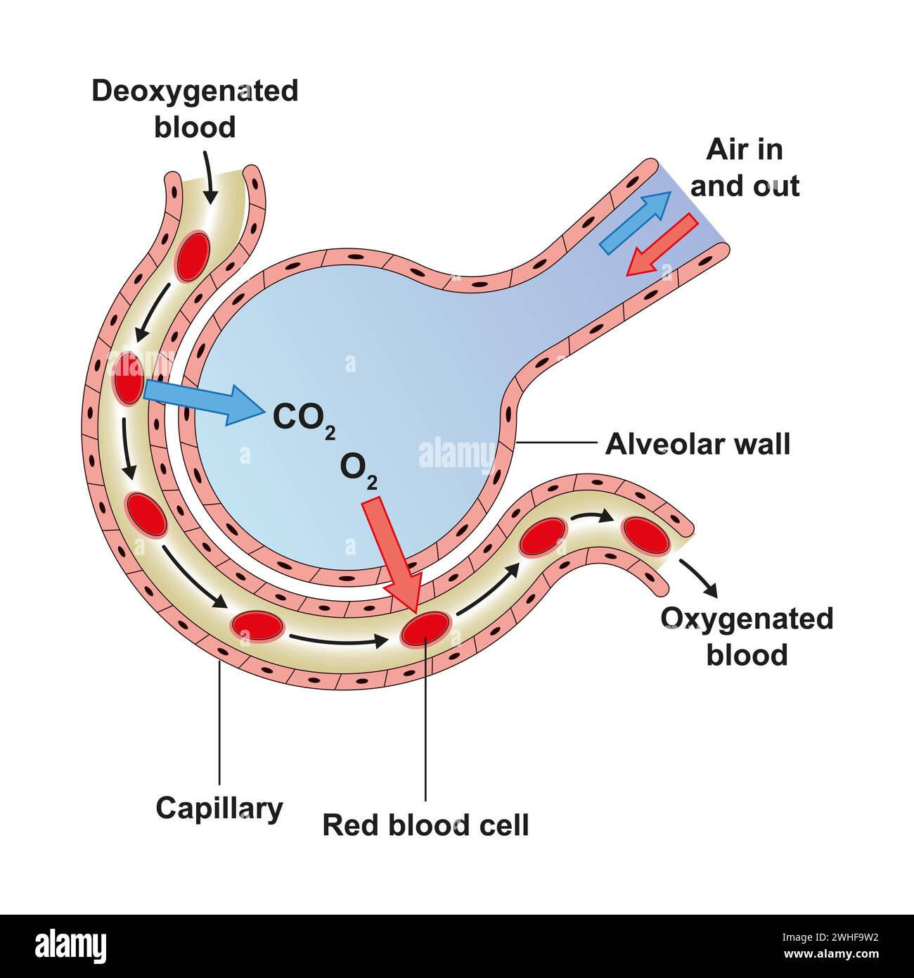Alveoli structure, illustration Stock Photo - Alamy