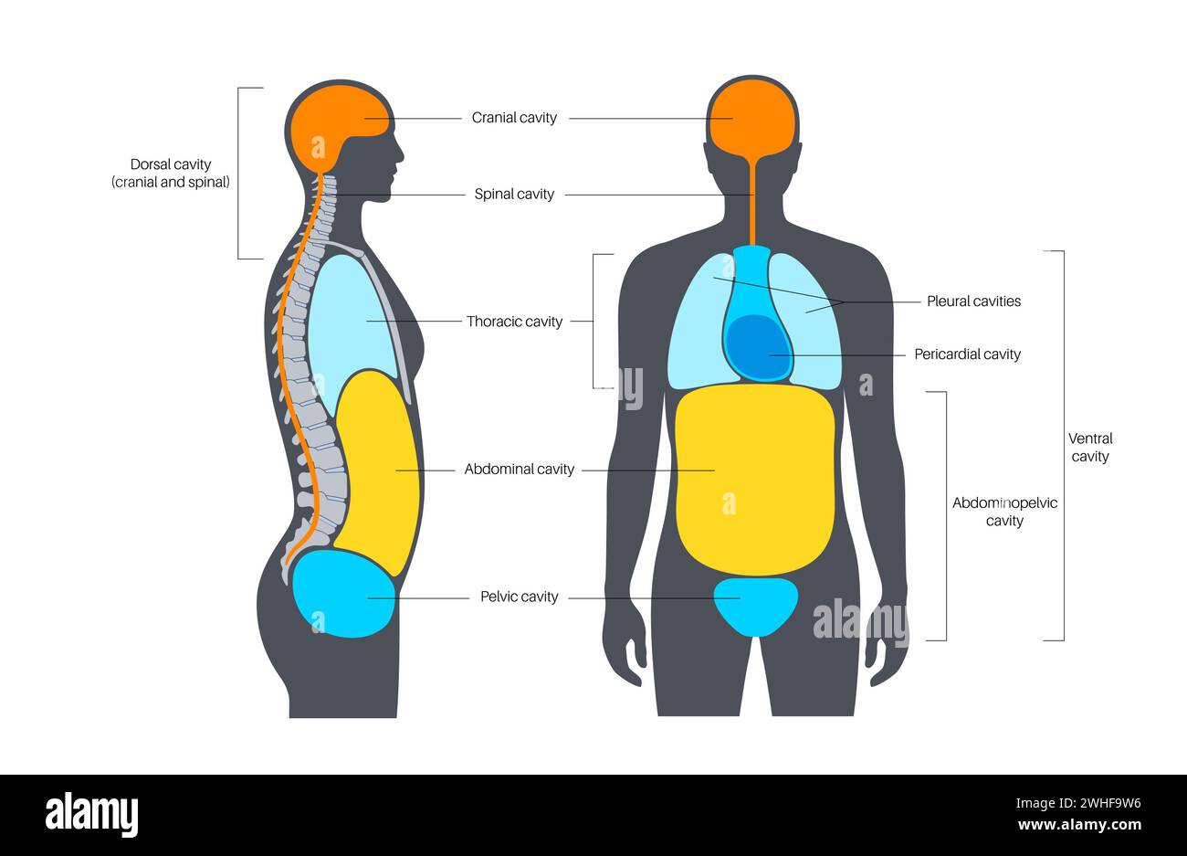 Body cavities, illustration Stock Photo - Alamy
