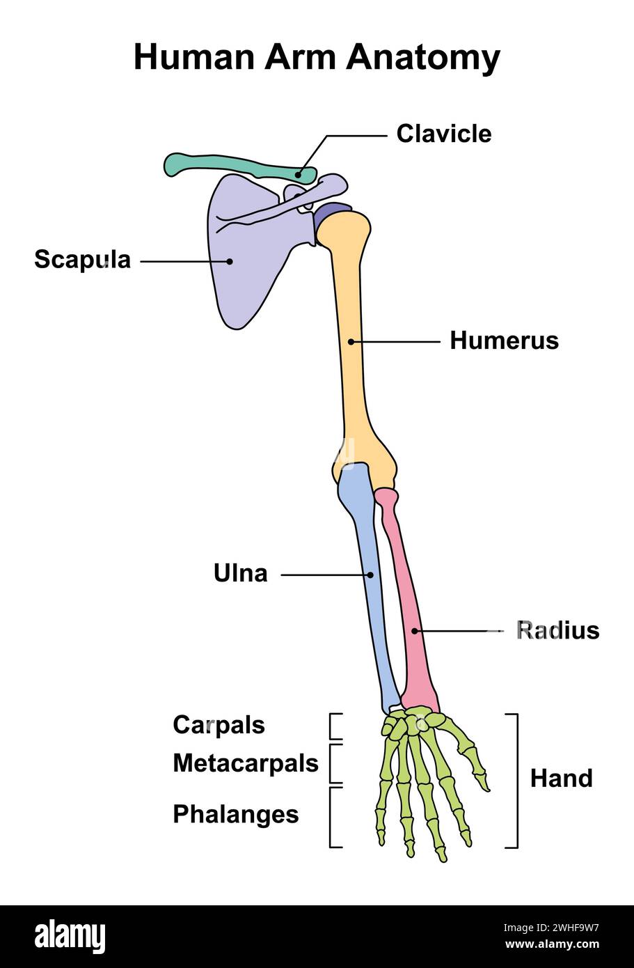 Human skeleton with labeled anatomy hi-res stock photography and images ...