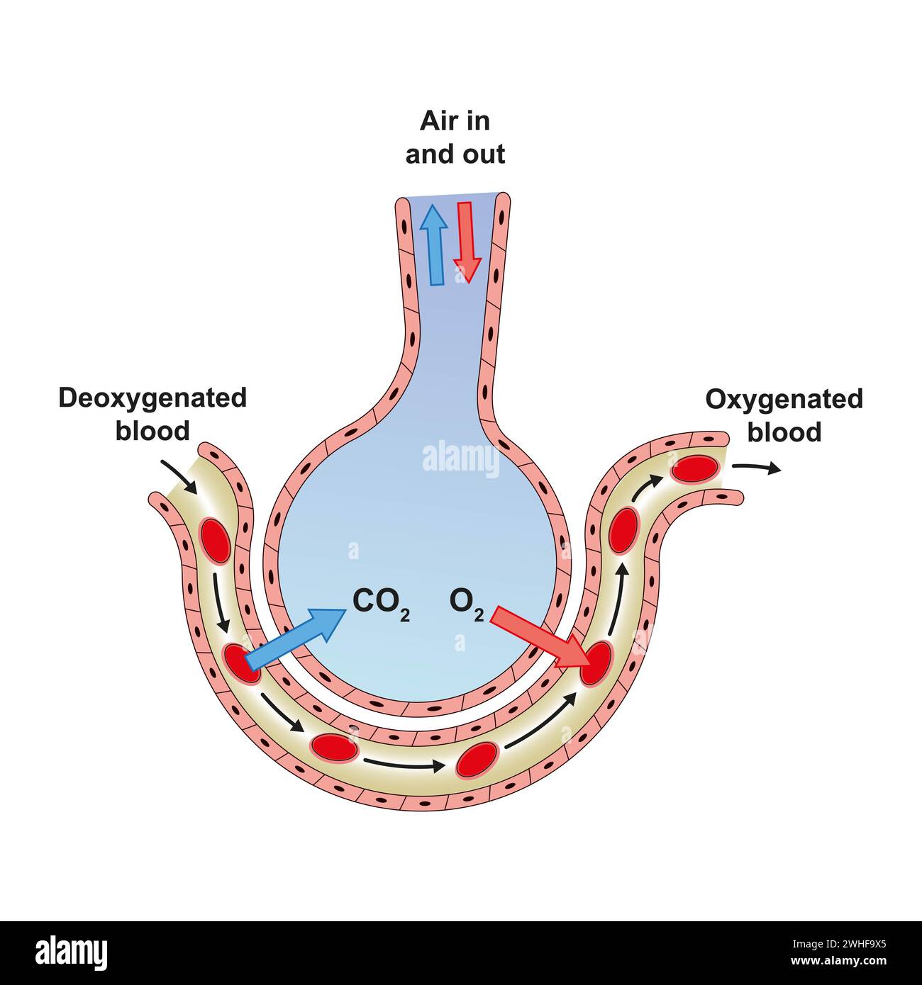 Alveoli structure, illustration Stock Photo - Alamy Alveoli structure, illustration Stock Photo - Alamy
