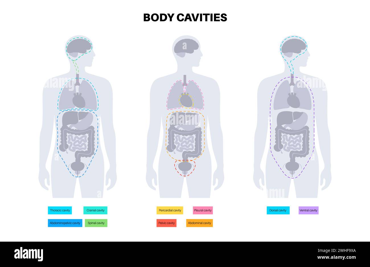 Body cavities, illustration Stock Photo - Alamy