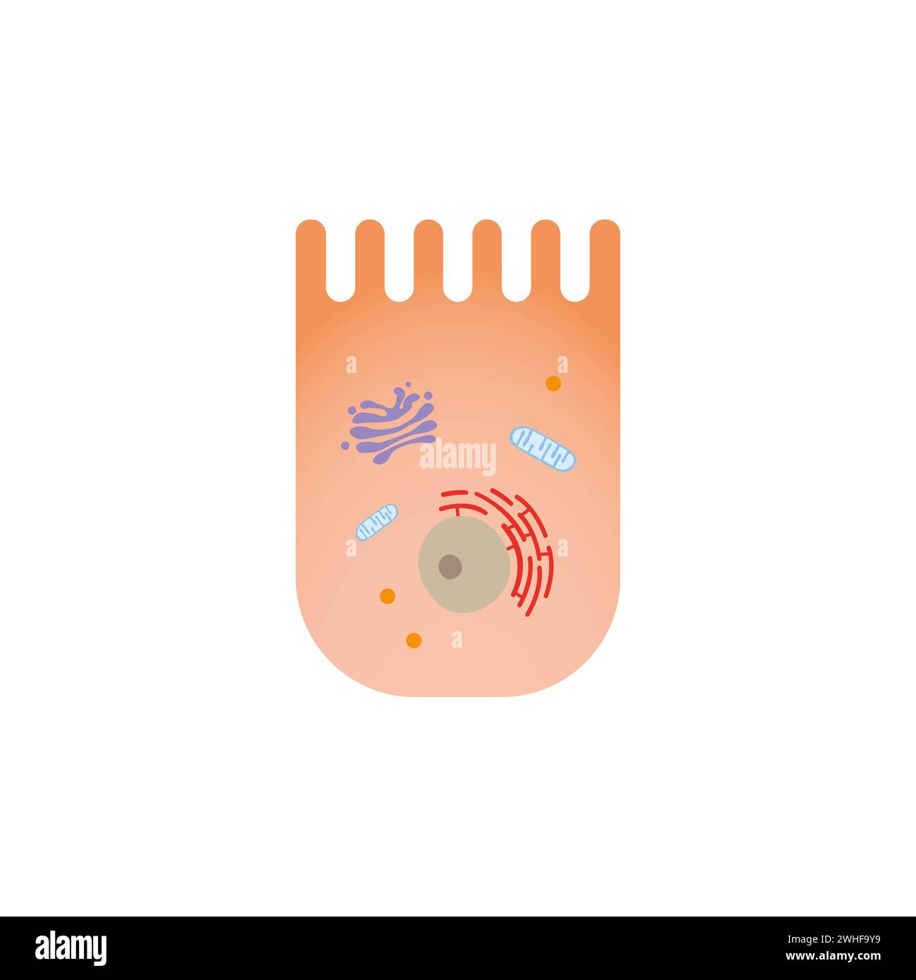Ganglion cells hi-res stock photography and images - Alamy