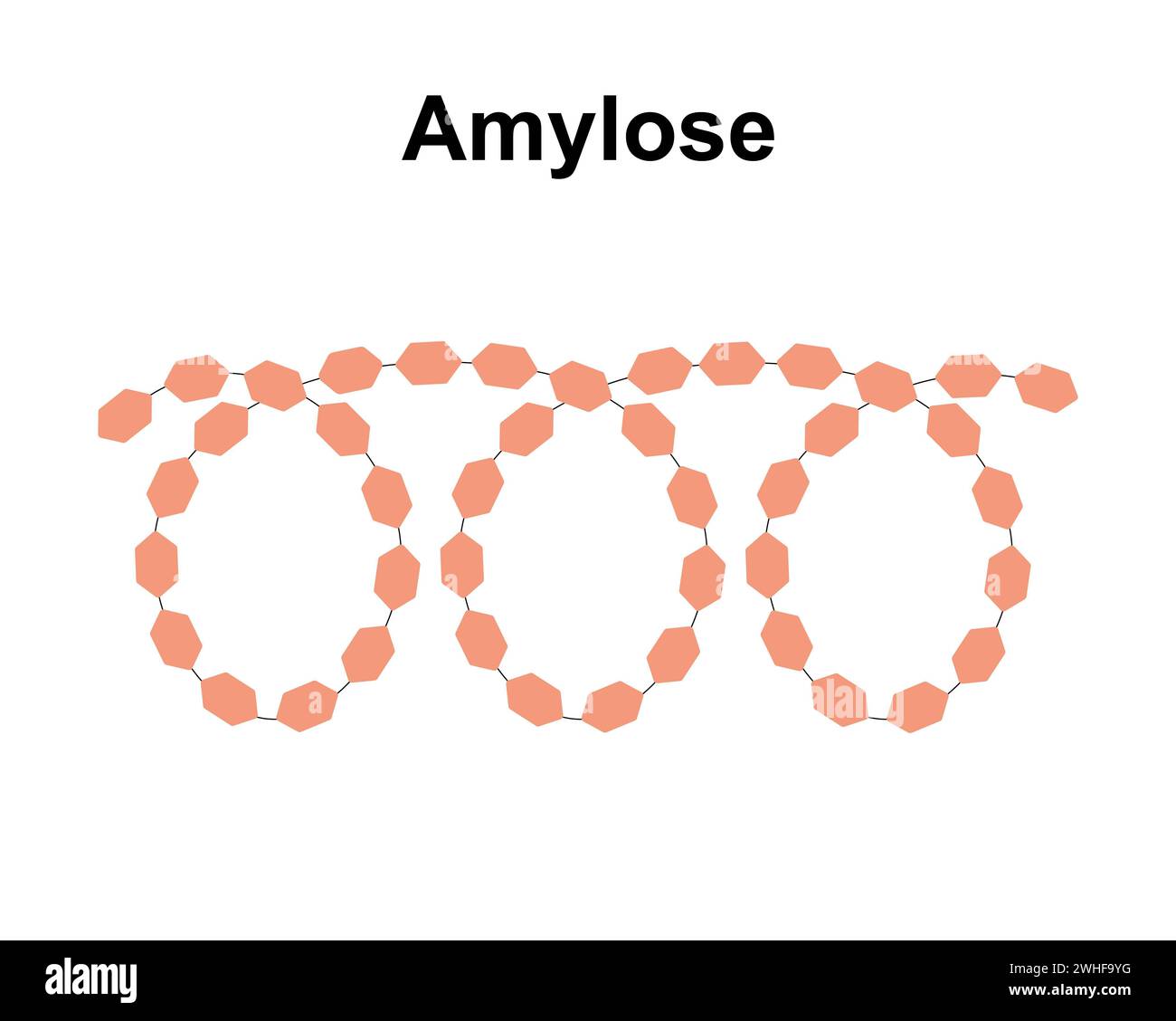 Amylose sugar molecule, illustration Stock Photo - Alamy