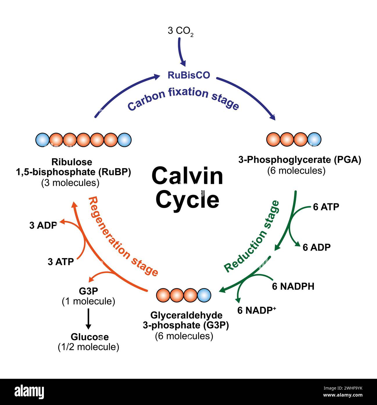 Calvin cycle, illustration Stock Photo - Alamy Calvin cycle, illustration Stock Photo - Alamy