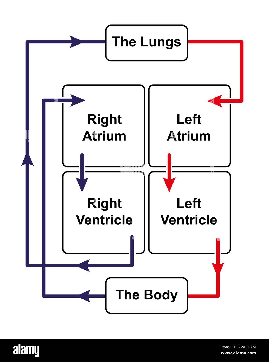Blood circulation, illustration Stock Photo - Alamy
