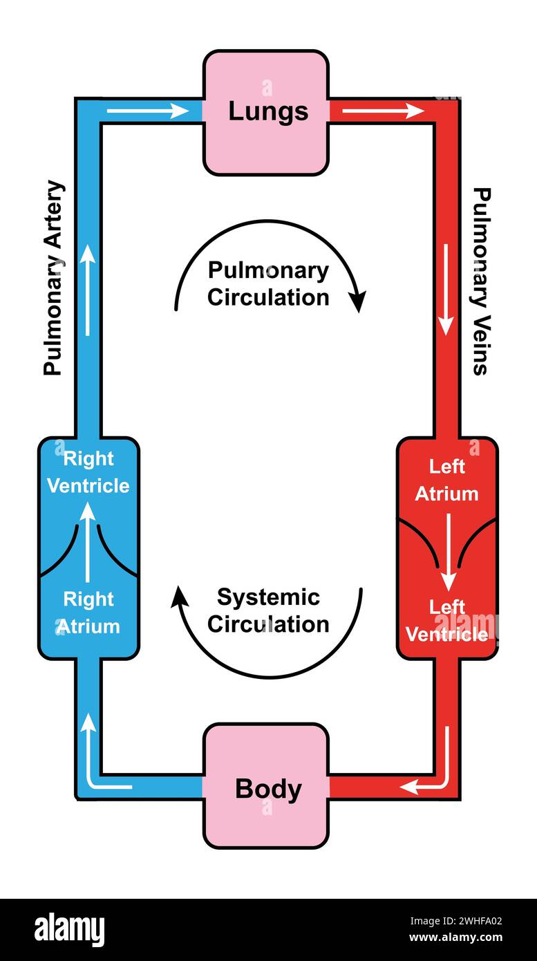 Circle circulate Cut Out Stock Images & Pictures - Alamy