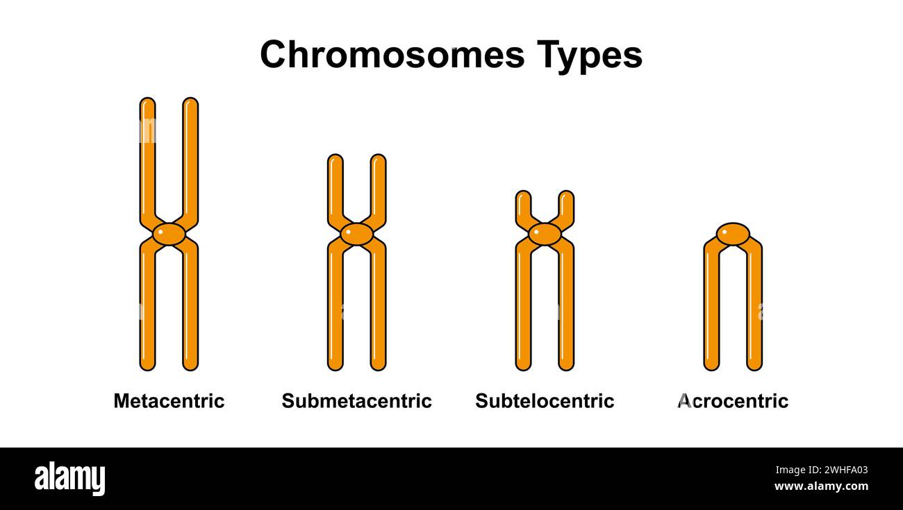 Chromosome types, illustration Stock Photo - Alamy Chromosome types, illustration Stock Photo - Alamy